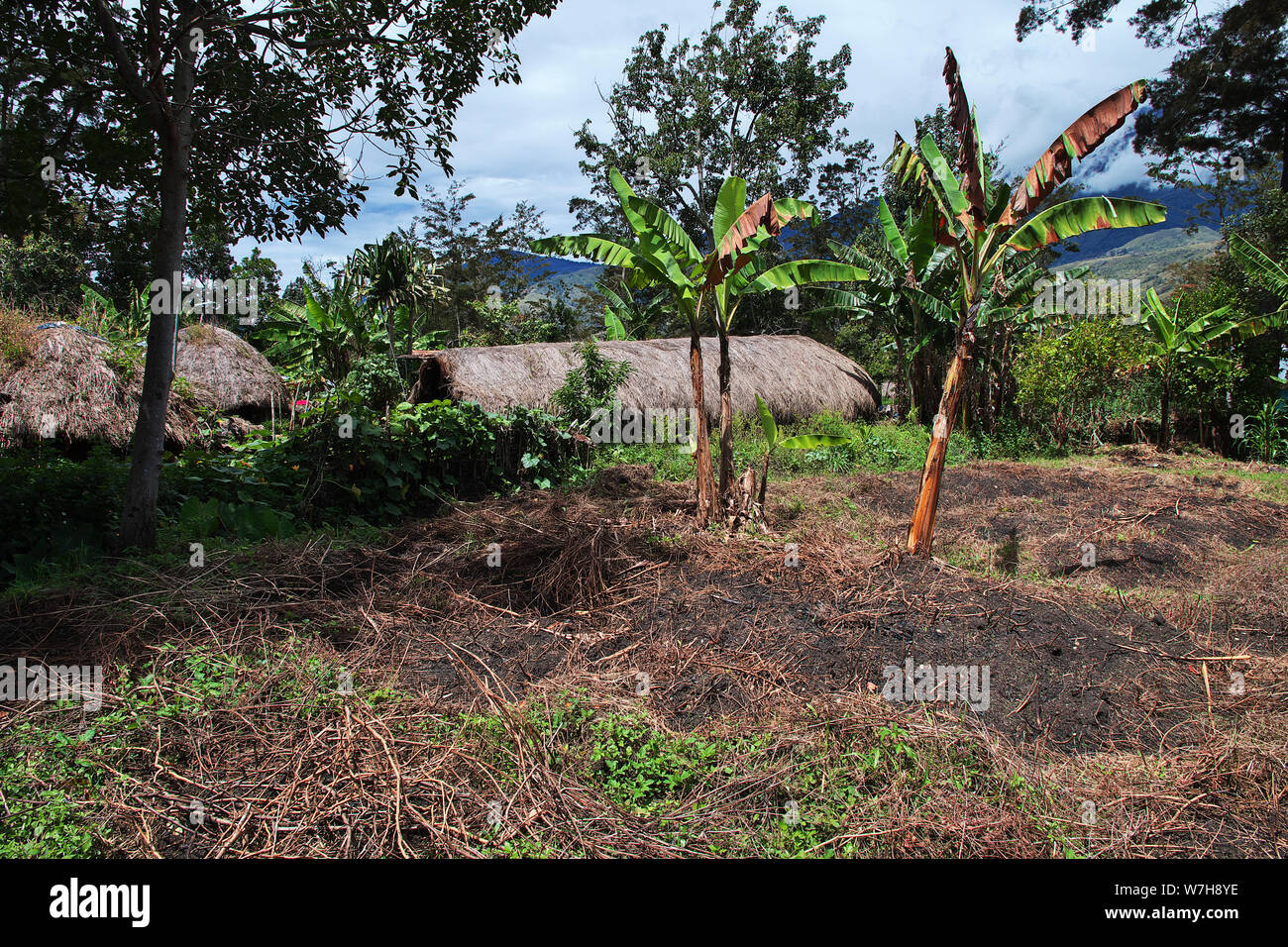 The village in valley of Wamena, Papua Stock Photo - Alamy