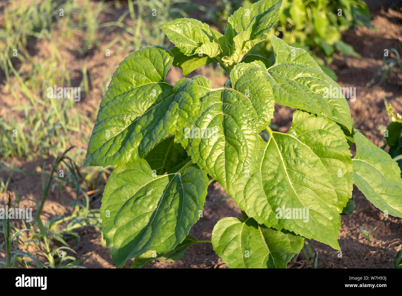 Vegetable garden cultivation, gardening with permaculture principles ...