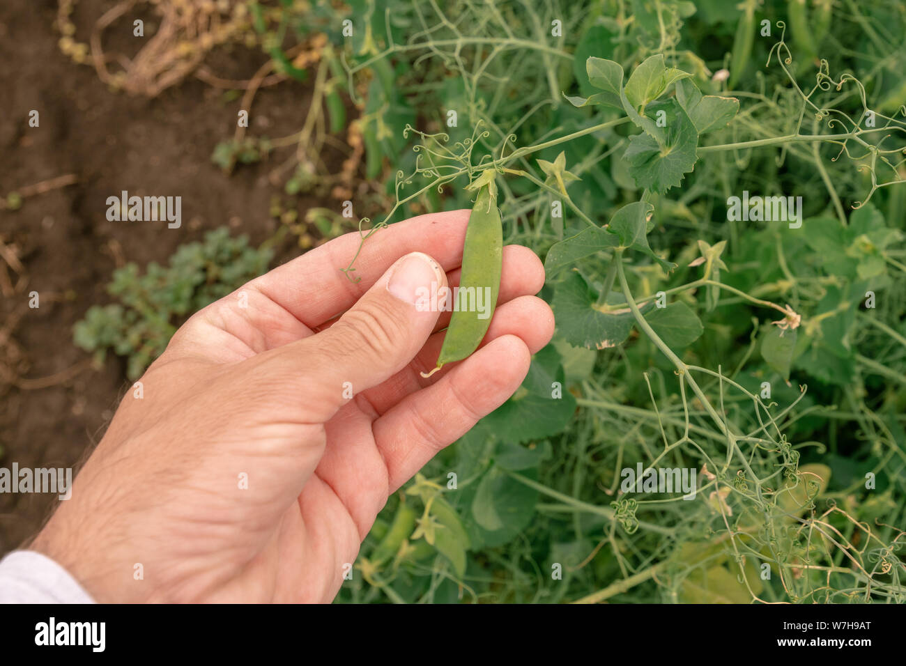Hand touching fruit hi-res stock photography and images - Alamy