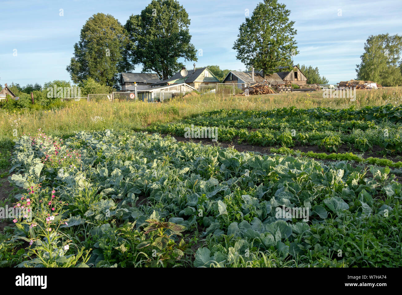 Vegetable garden cultivation, gardening with permaculture principles ...