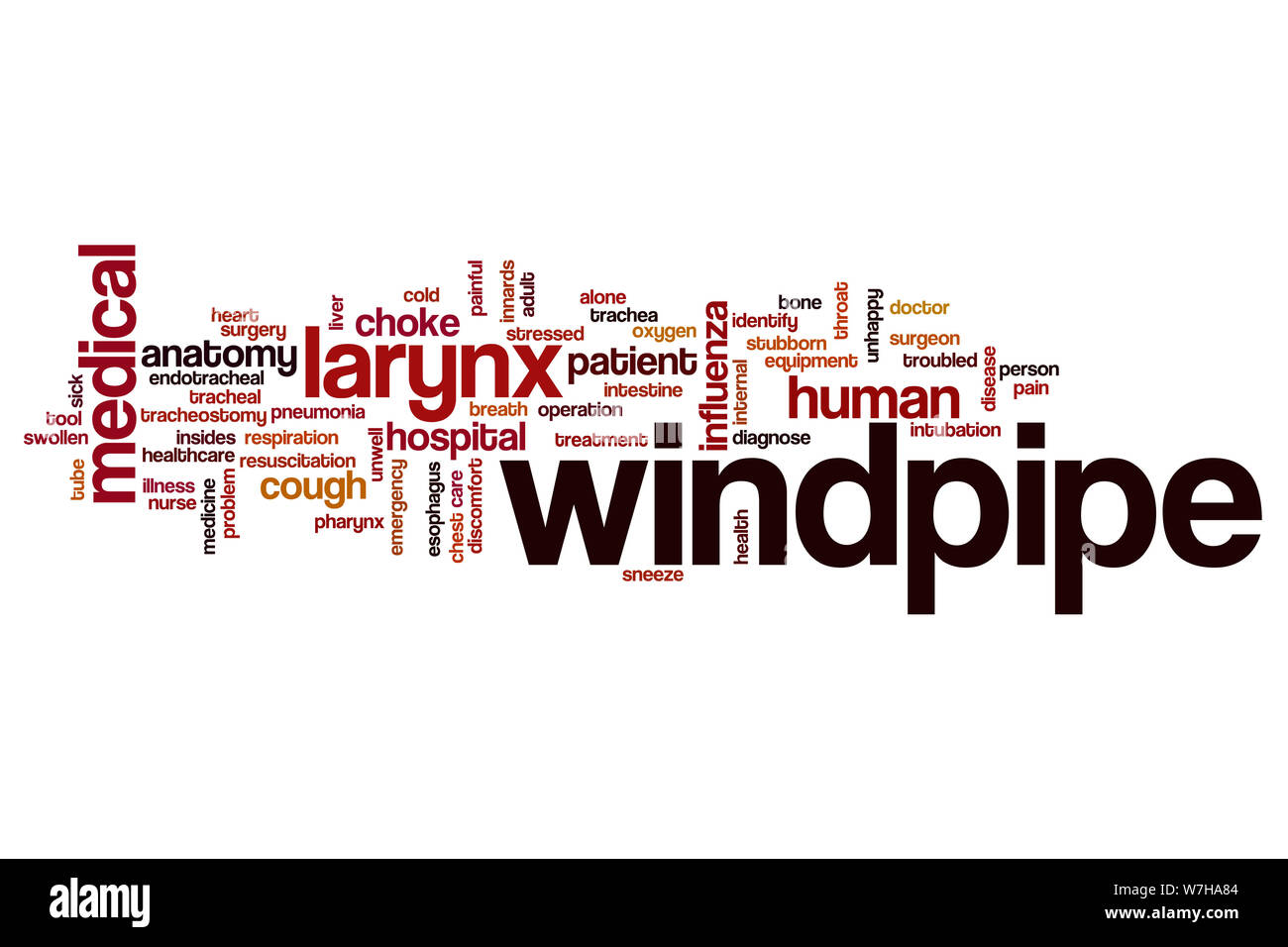 Windpipe hi-res stock photography and images - Alamy