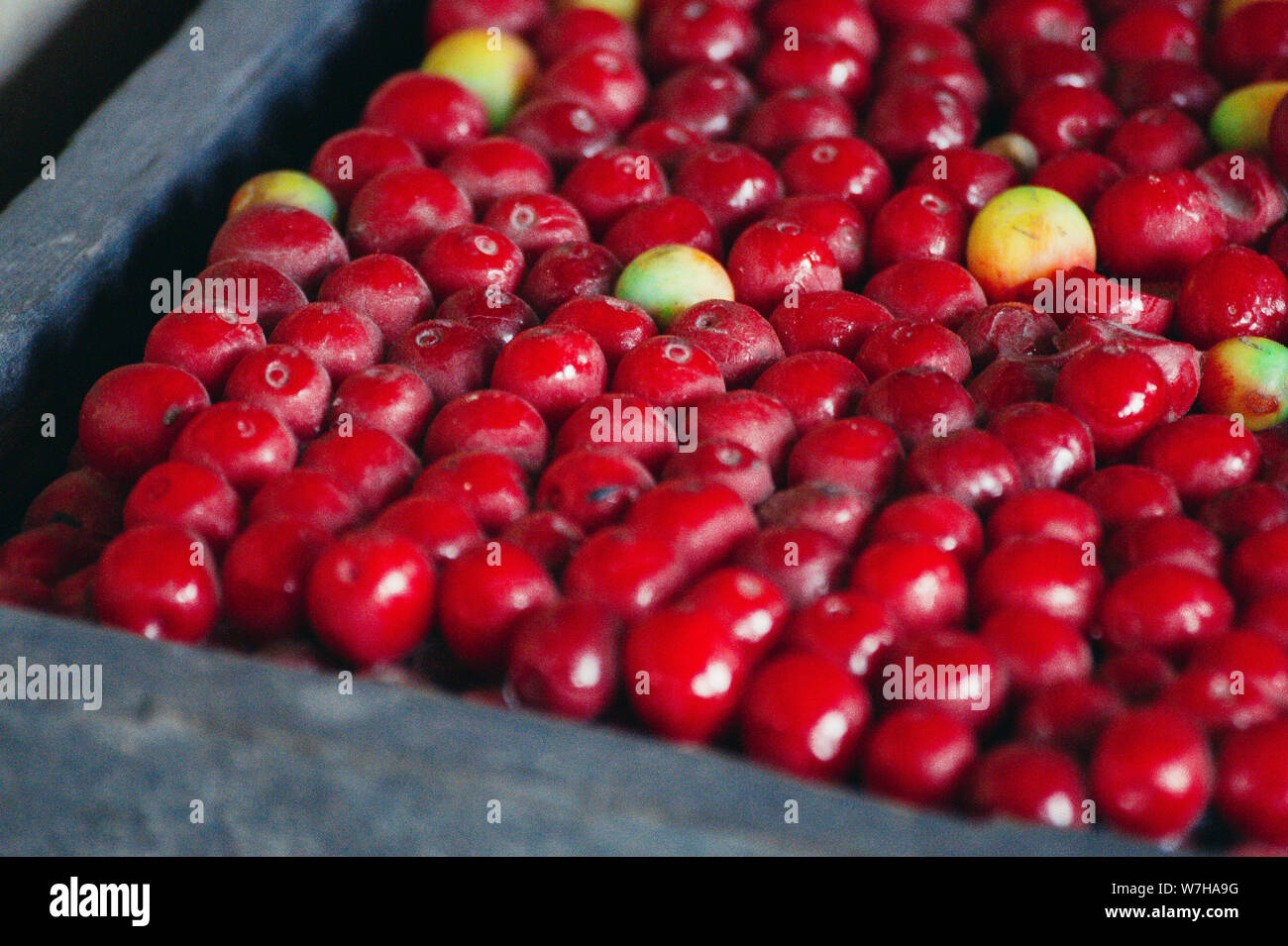 raw and fresh red coffee beans closeup Stock Photo - Alamy
