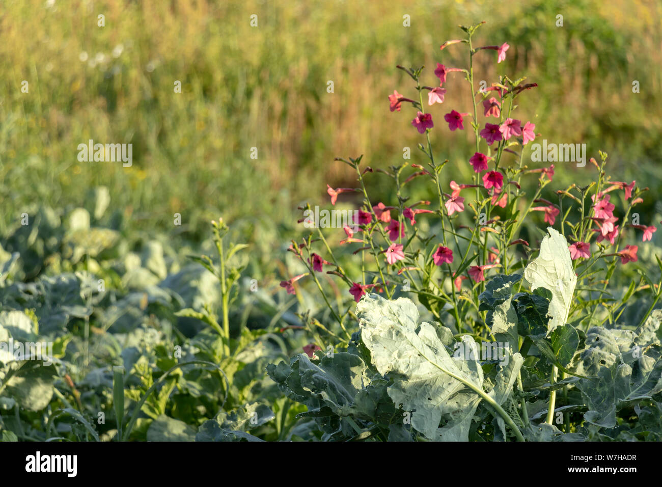 Vegetable garden cultivation, gardening with permaculture principles ...