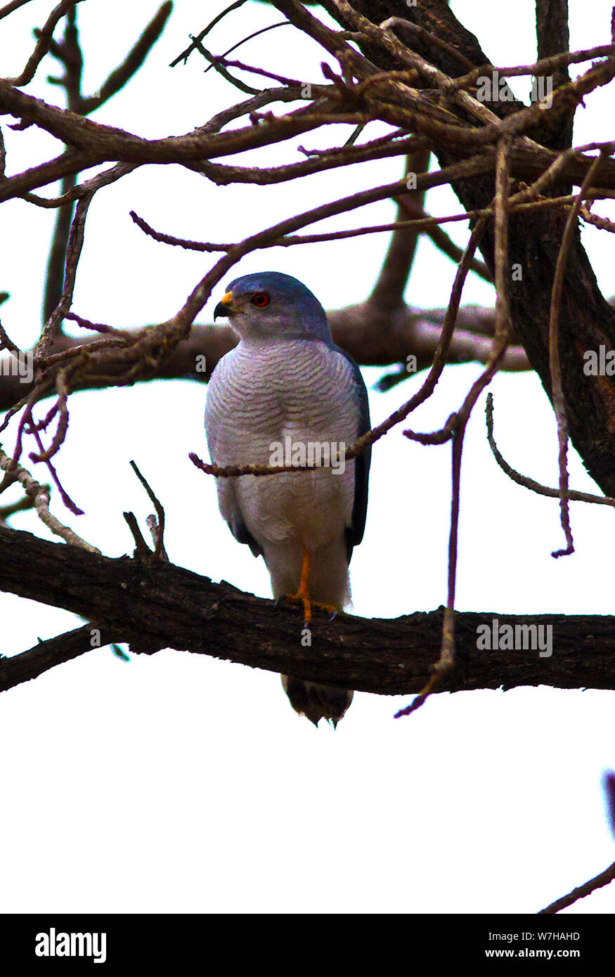 The Little Banded Goshawk or Shikra is a small raptor of open woodland ...