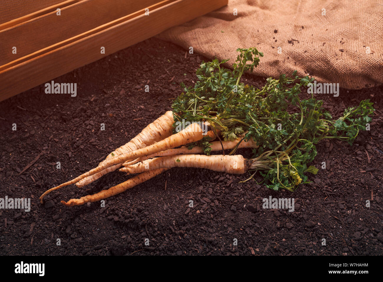 Organic parsley growing concept with freshly harvested root on ...
