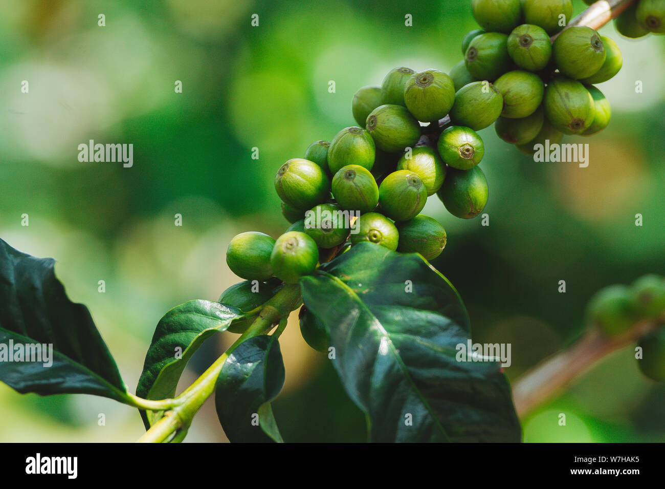 raw and fresh green coffee beans Stock Photo - Alamy