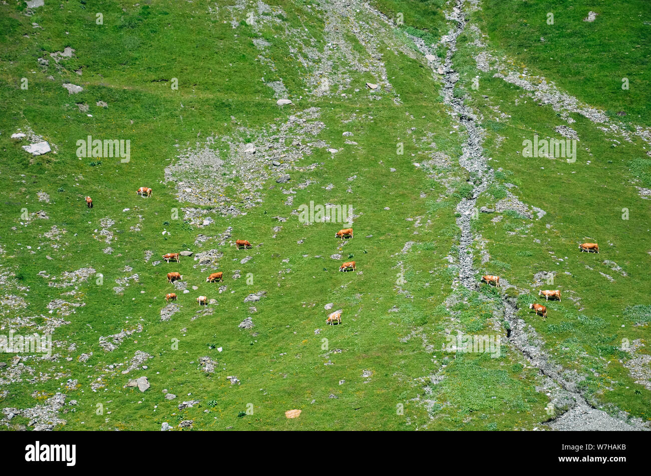 Aerial view of cows on green Alpine pasture. Minimalist nature. Brown ...