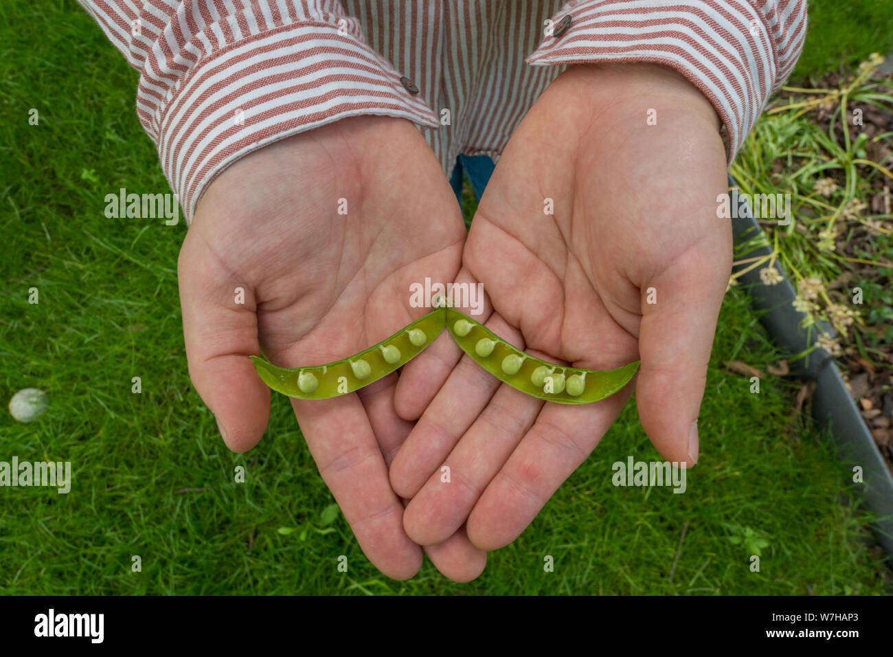 Hands holding an open peapod Stock Photo - Alamy