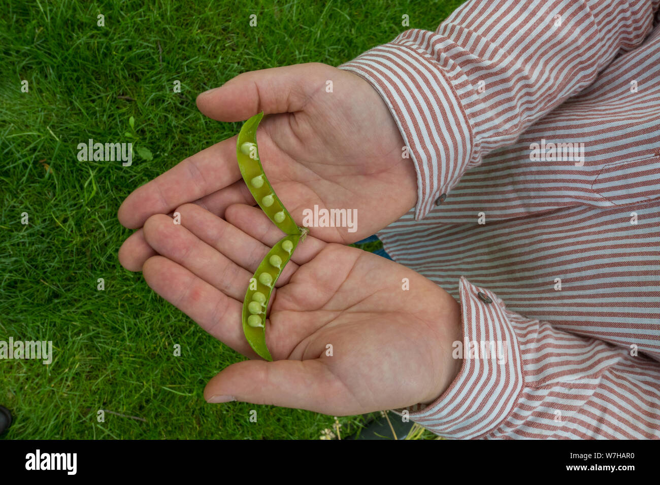 Hands holding open pea pod hi-res stock photography and images - Alamy