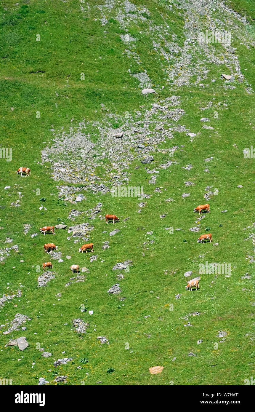 Aerial view of cows on green Alpine pasture captured on vertical ...