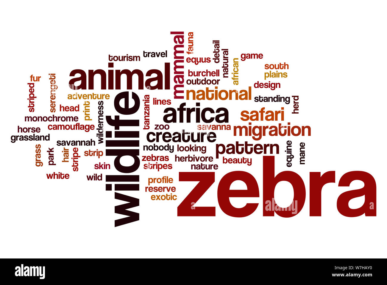 Zebra word cloud concept Stock Photo - Alamy
