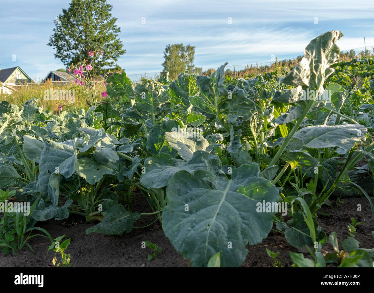 Vegetable garden cultivation, gardening with permaculture principles ...