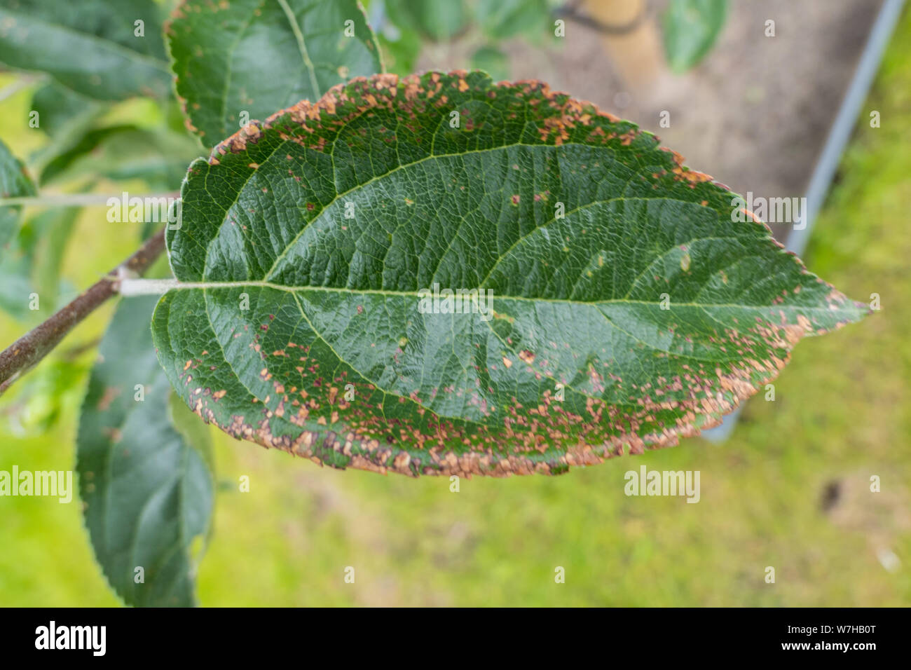 Aphid damage hi-res stock photography and images - Alamy