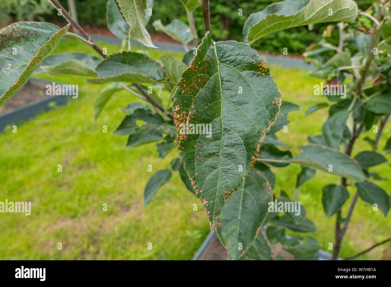 Aphid damage hi-res stock photography and images - Alamy