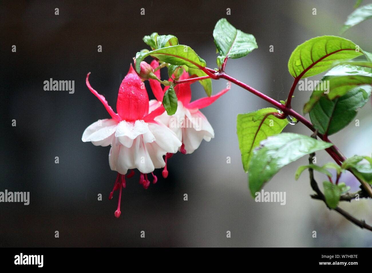 Beautiful natural flower of the Peruvian Amazon Andes Stock Photo - Alamy