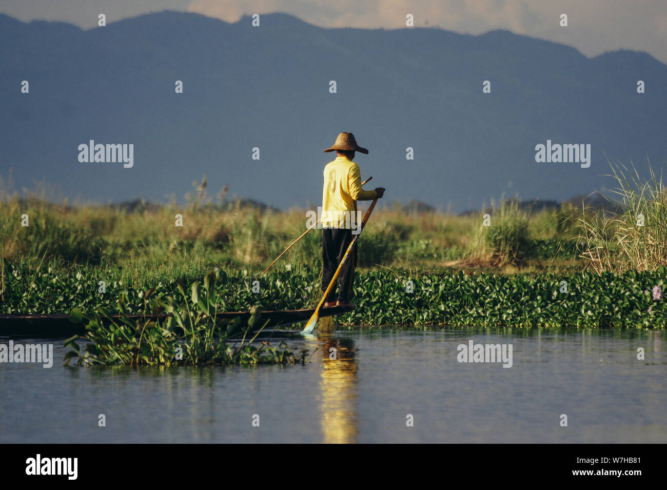 burmese farmer standing rowing canoe and collecting aquatic plants ...