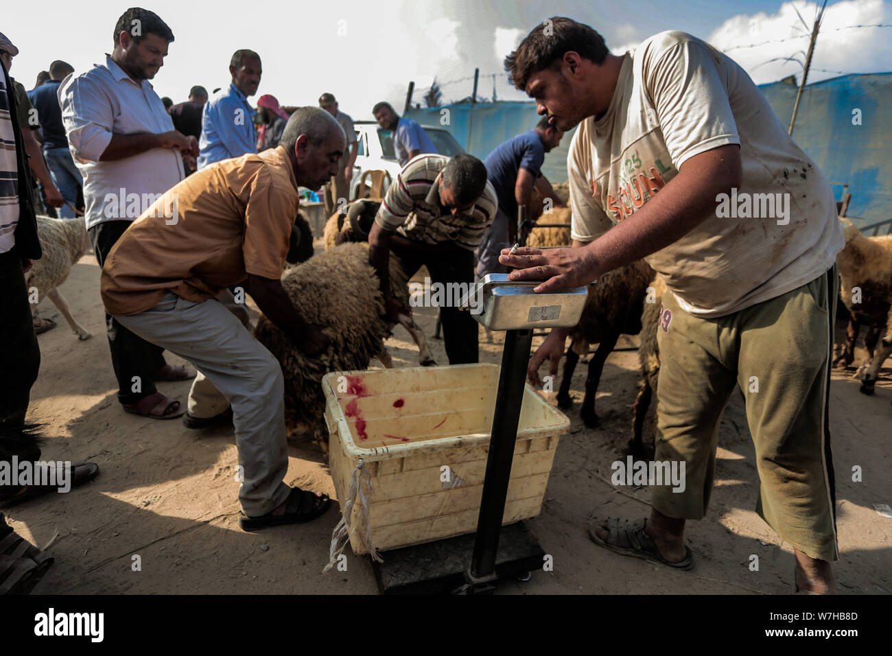 Gaza, Bureij camp, Palestine. 5th Aug, 2019. Palestinians weigh sheep ...