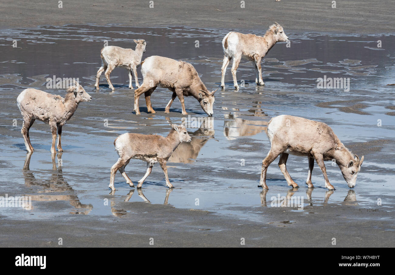 Bighorn sheep on the beach Stock Photo - Alamy