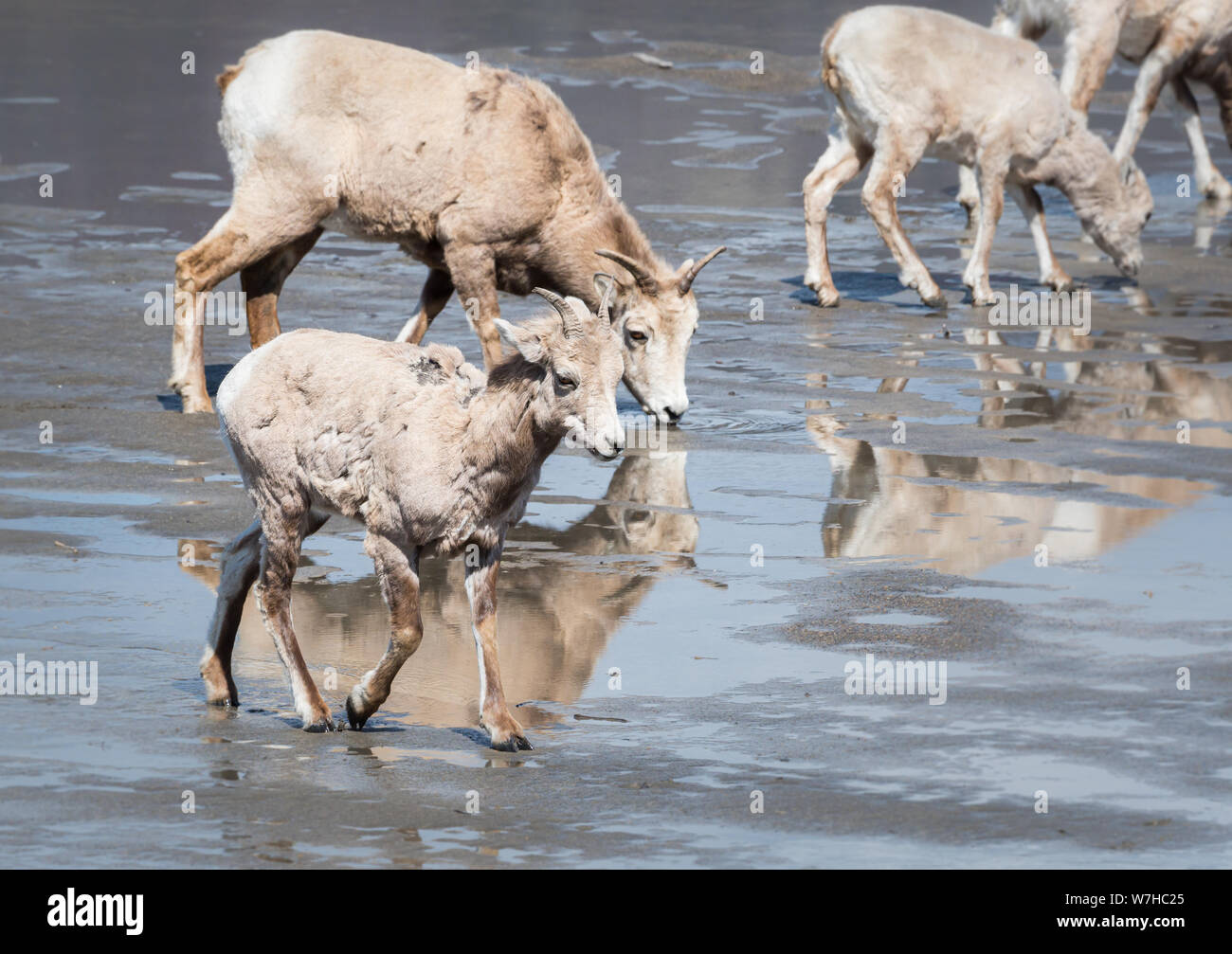 Bighorn sheep on the beach Stock Photo - Alamy
