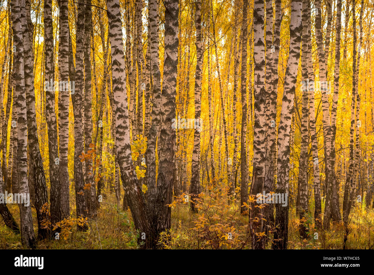 Yellow leaf fall in the birch forest in golden autumn. Landscape with ...