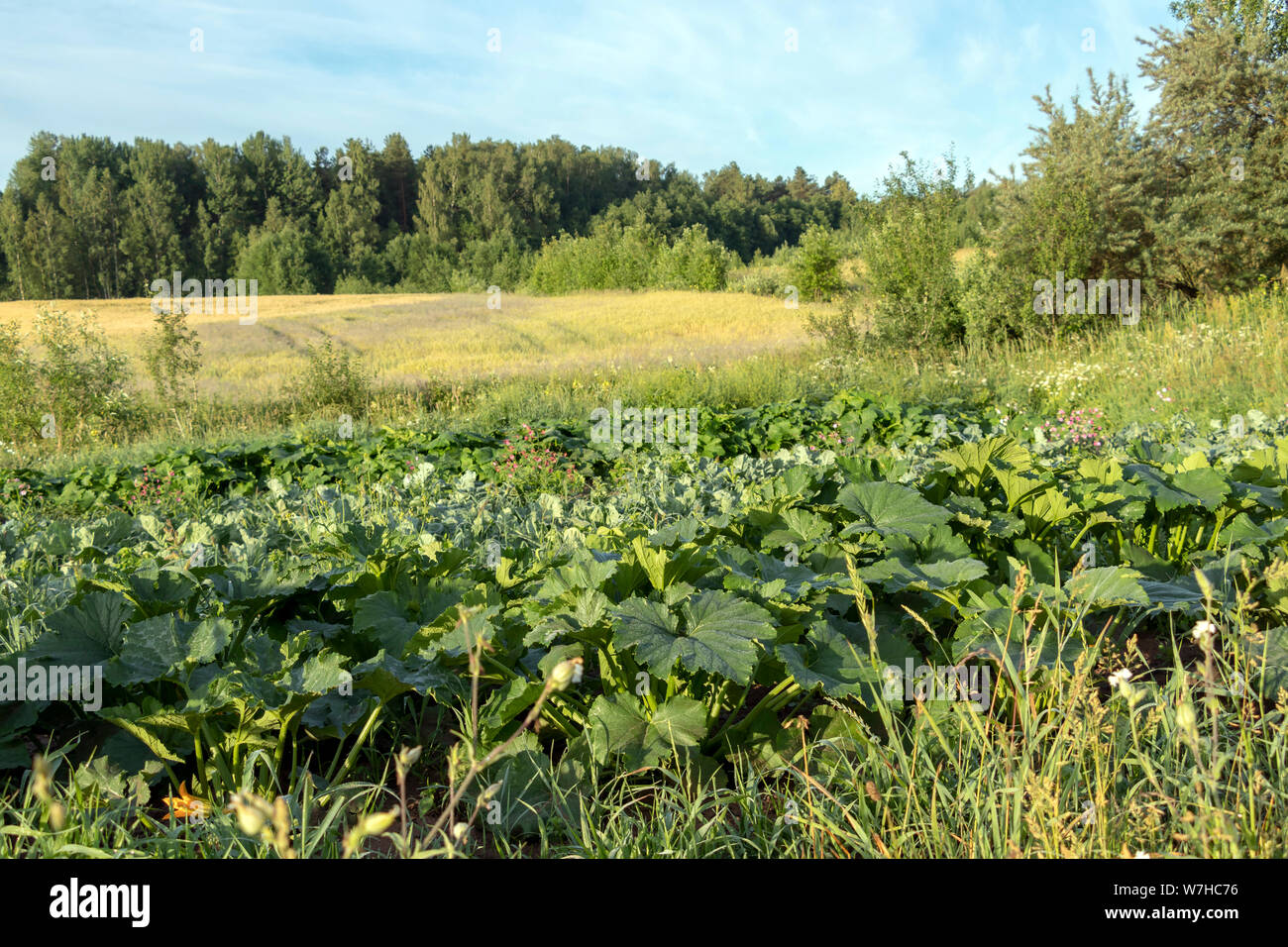 Vegetable garden cultivation, gardening with permaculture principles ...