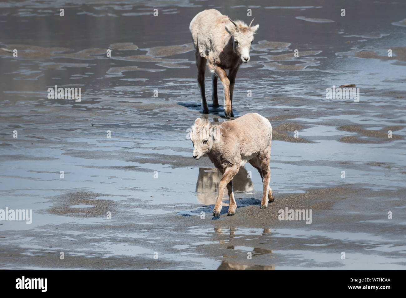 Bighorn sheep on the beach Stock Photo - Alamy