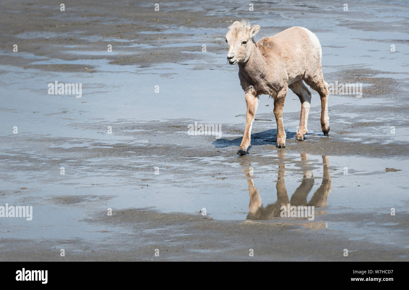 Bighorn sheep on the beach Stock Photo - Alamy