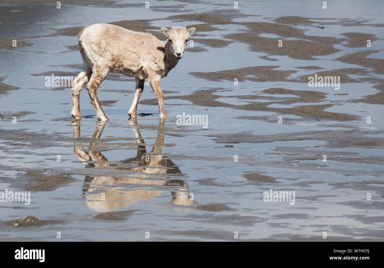 Bighorn sheep on the beach Stock Photo - Alamy