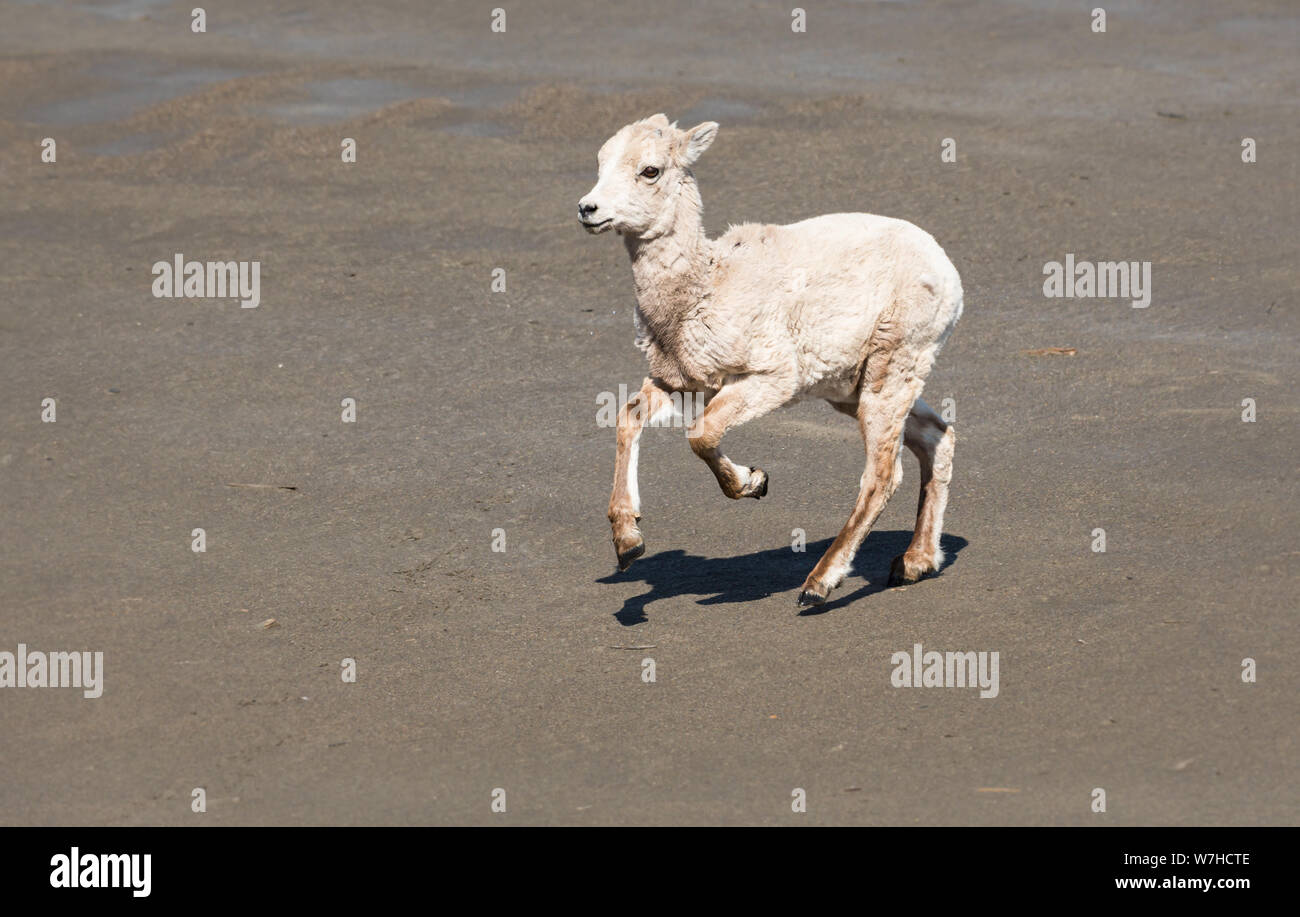 Bighorn sheep on the beach Stock Photo - Alamy