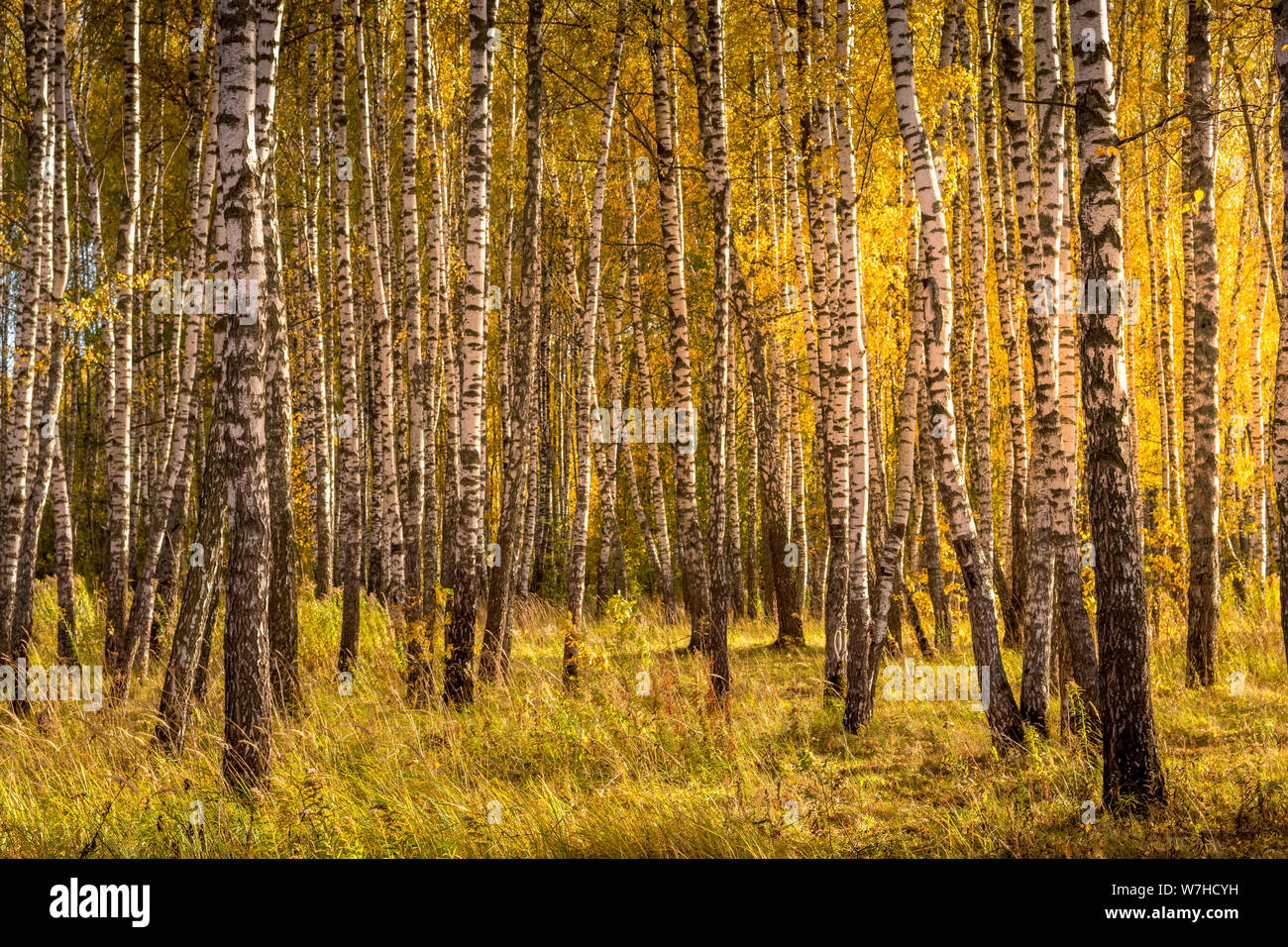Yellow leaf fall in the birch forest in golden autumn. Landscape with ...