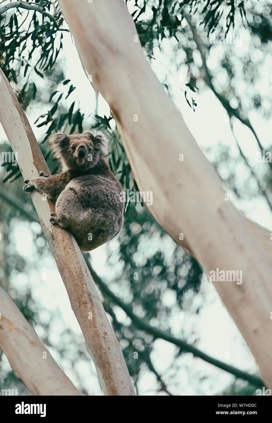 Koala hanging in tree hi-res stock photography and images - Alamy