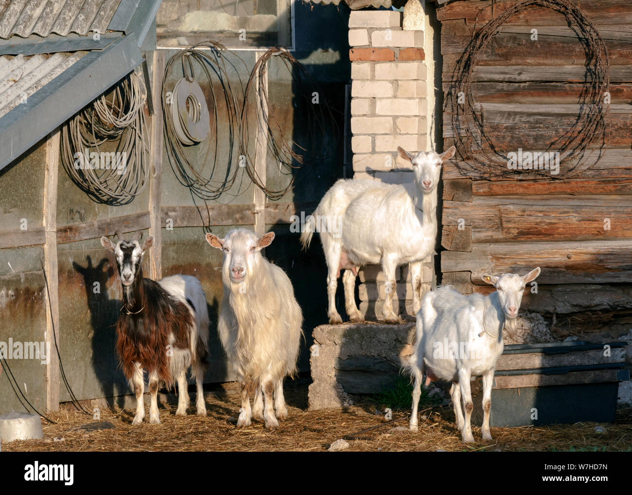 Goats family in sustainable organic farm with green fields under blue ...