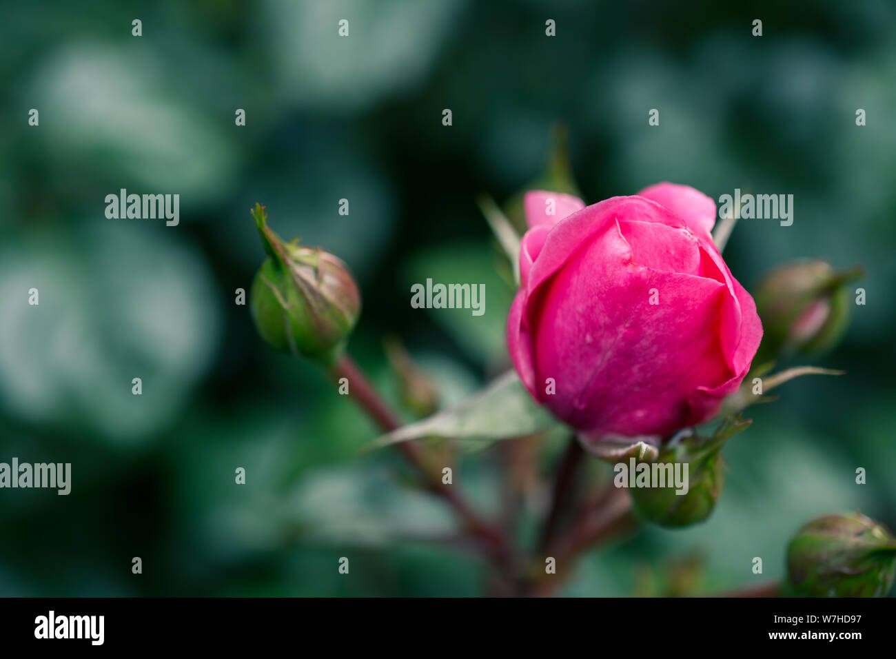 Beauty buds garden hi-res stock photography and images - Alamy