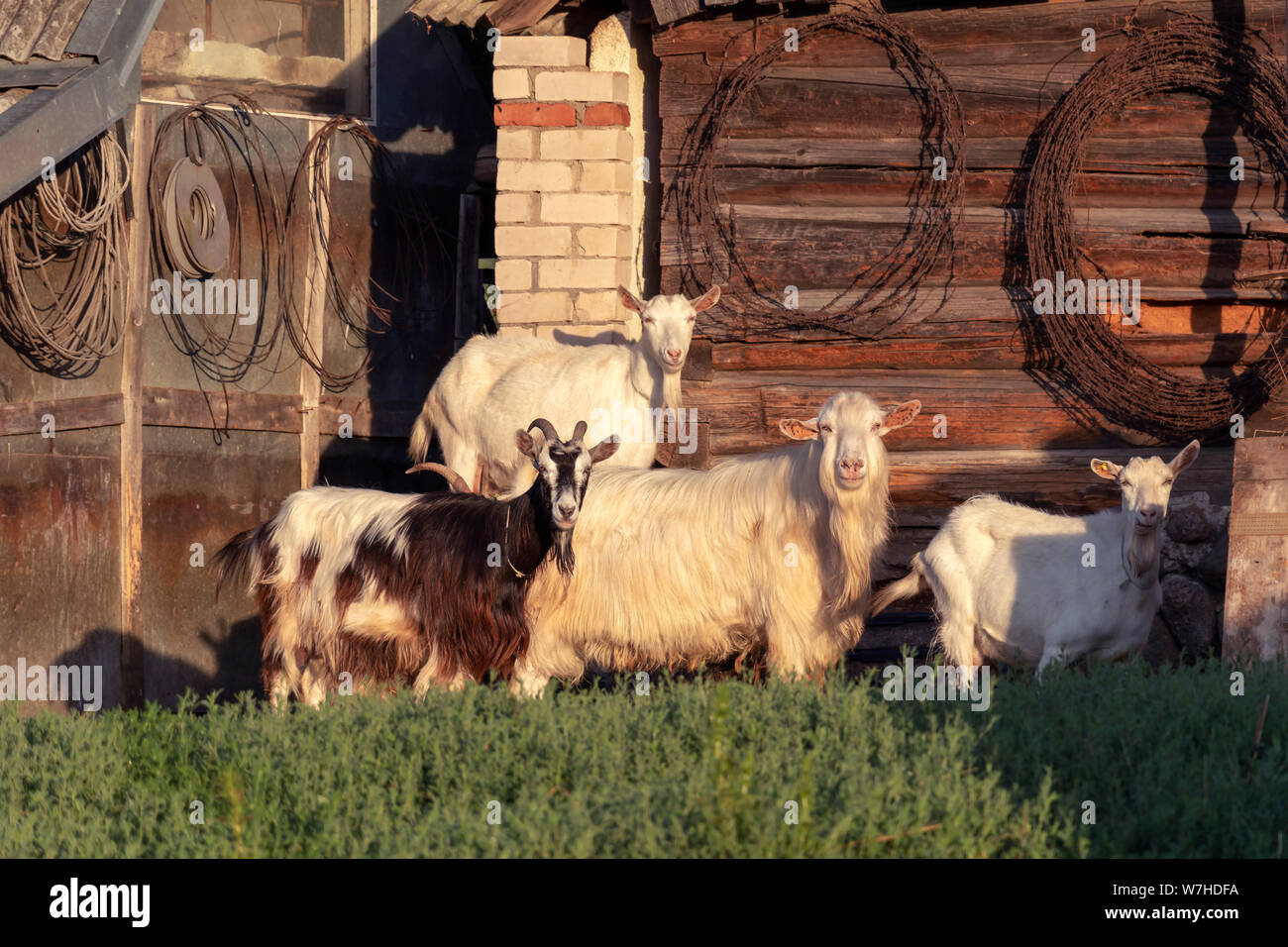 Goats family in sustainable organic farm with green fields under blue ...