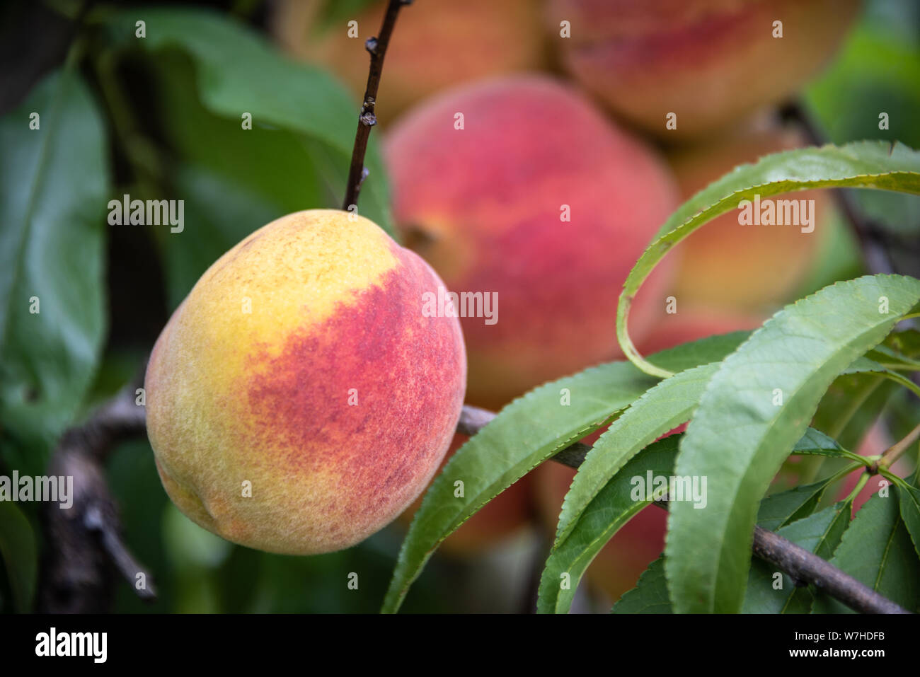 Summertime Georgia peaches ready for picking in Vienna, Georgia. (USA ...