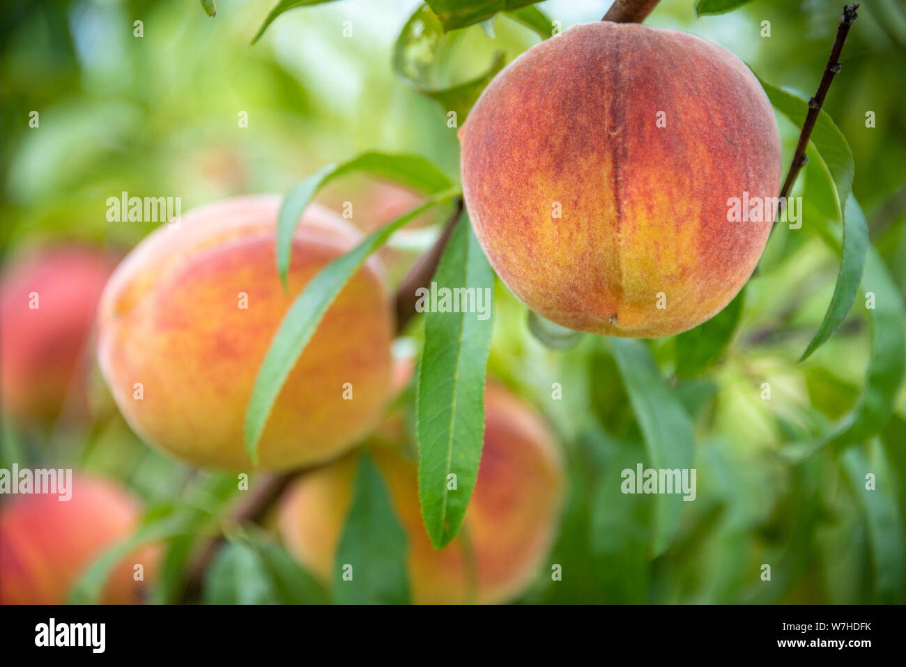 Peach orchard hi-res stock photography and images - Alamy