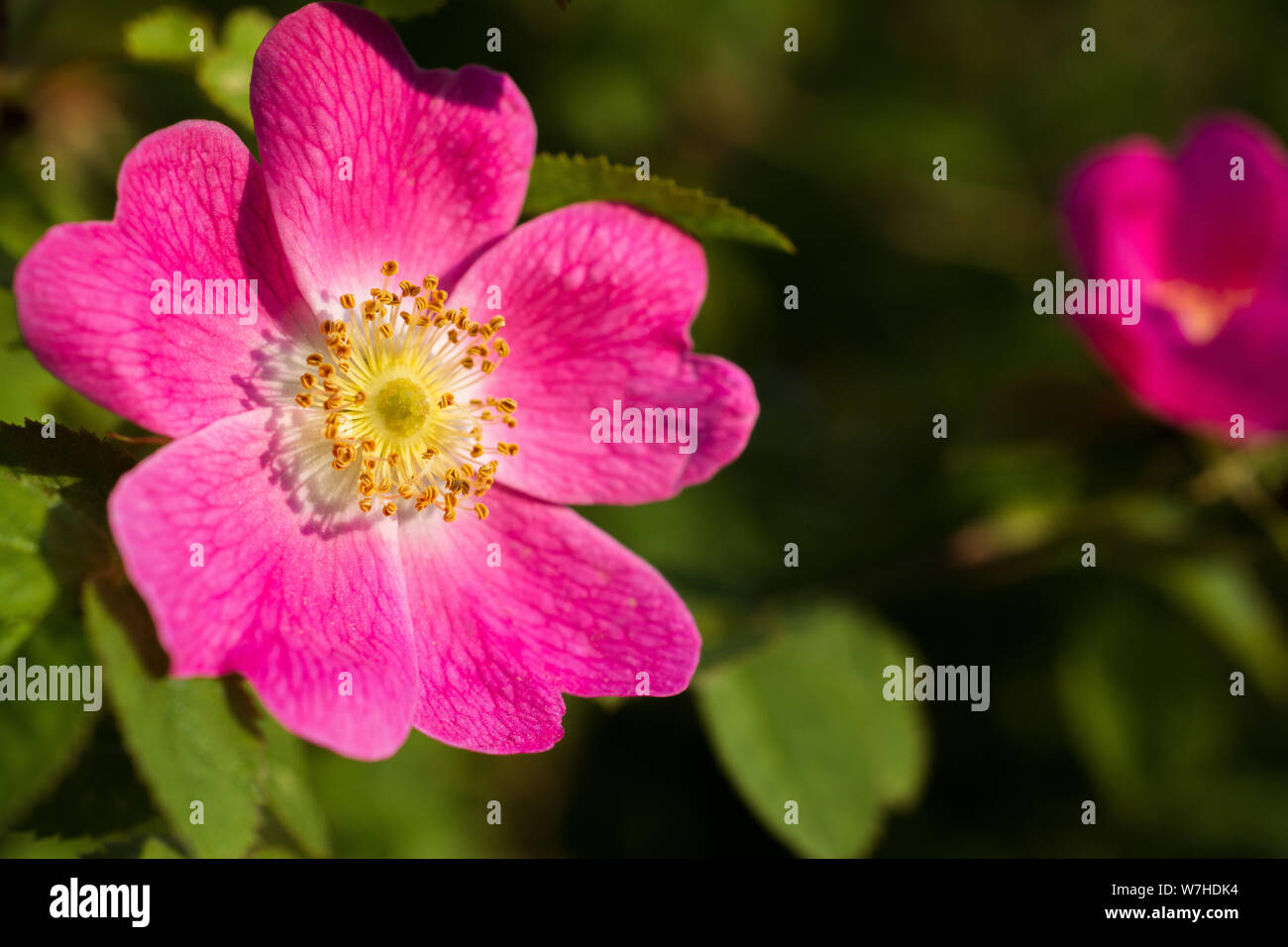 Golden hour color hi-res stock photography and images - Alamy
