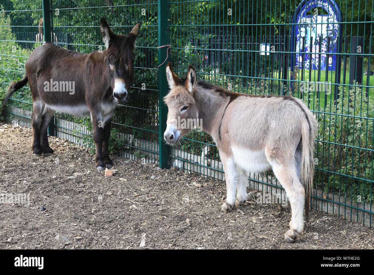 Spitalfields City Farm, an urban oasis near edgy Brick Lane, in east ...