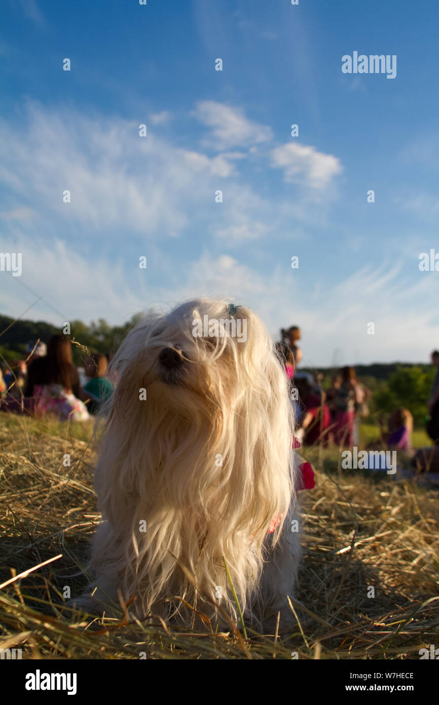 Photo from below of a white lapdog with long hair and ponytails on a ...