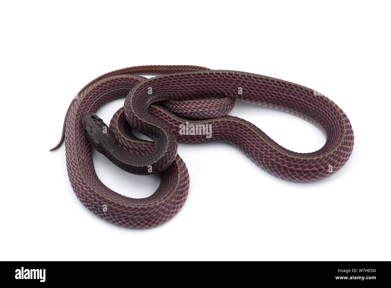 The Cape file snake isolated on white background Stock Photo - Alamy