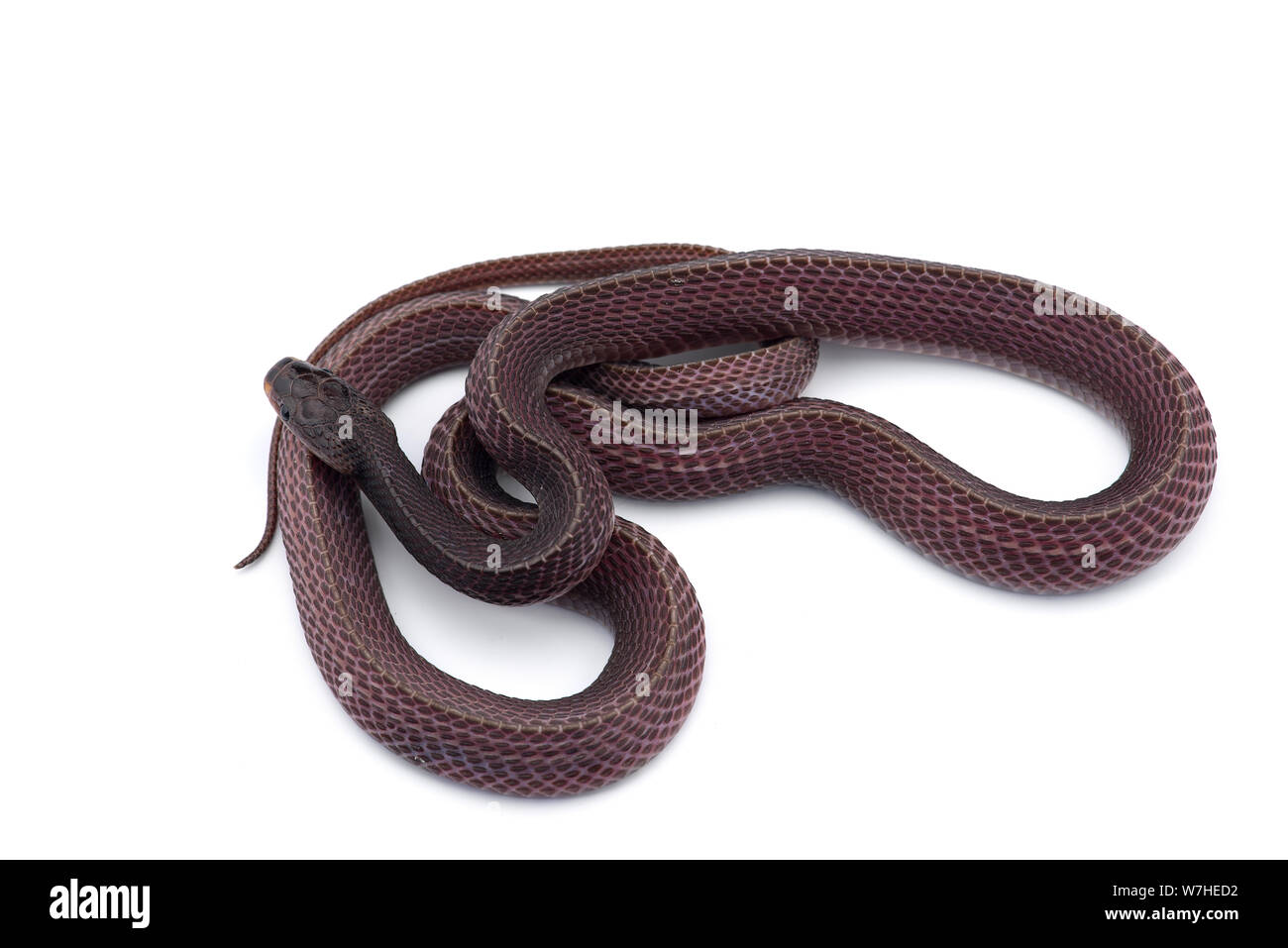 File snake hi-res stock photography and images - Alamy
