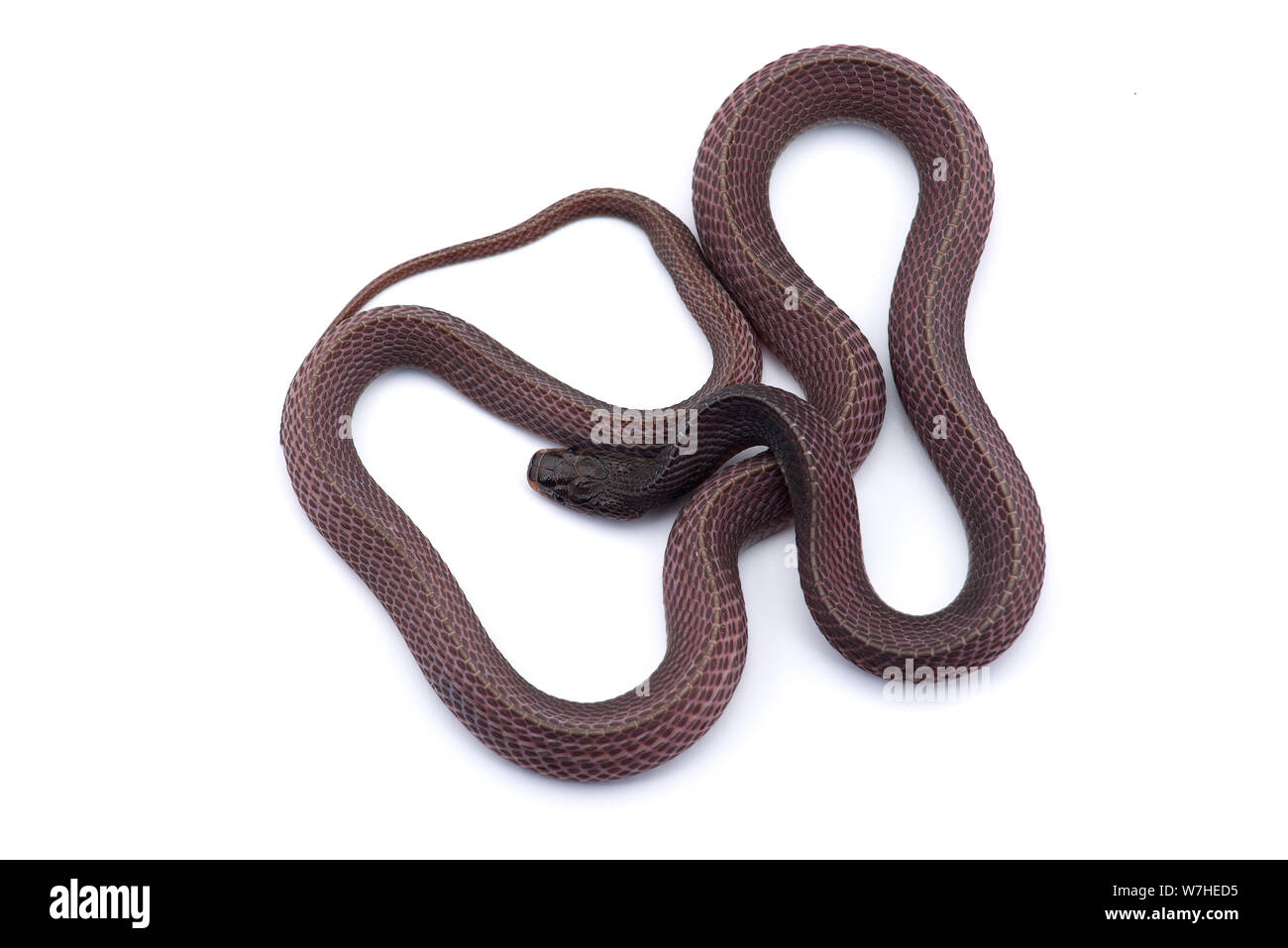 File snake hi-res stock photography and images - Alamy