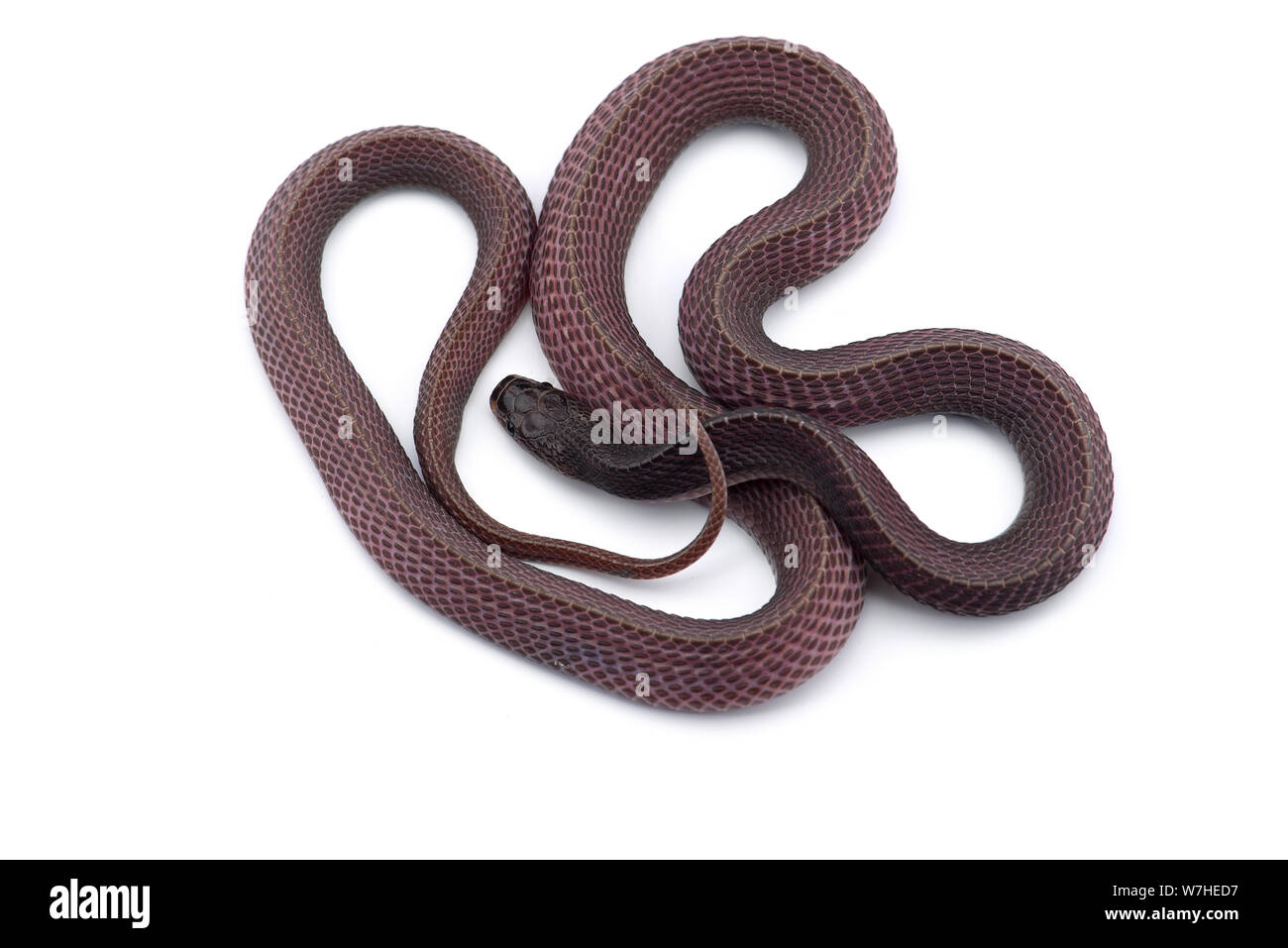 The Cape file snake isolated on white background Stock Photo - Alamy