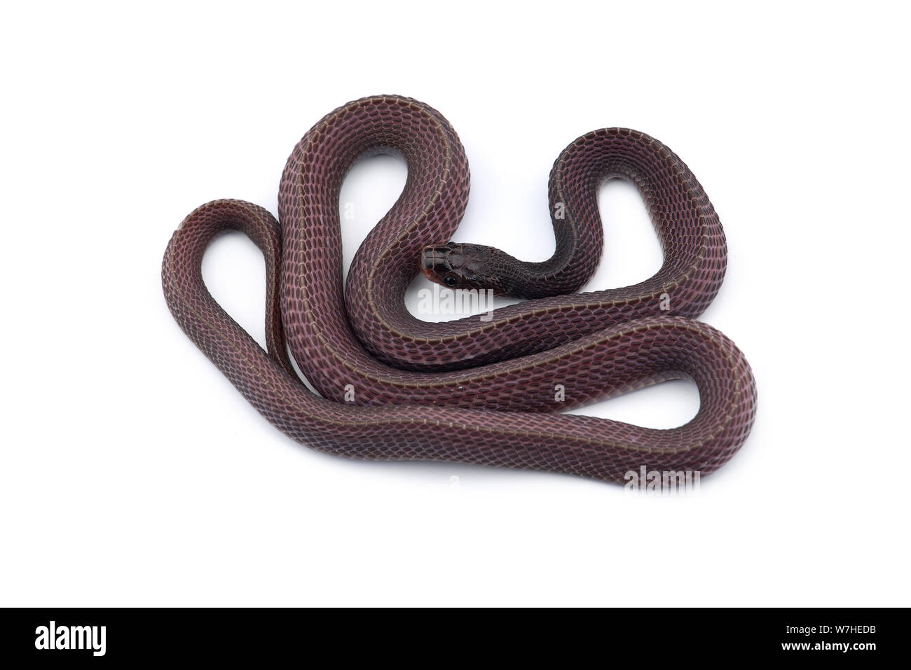 File Snake High Resolution Stock Photography and Images - Alamy