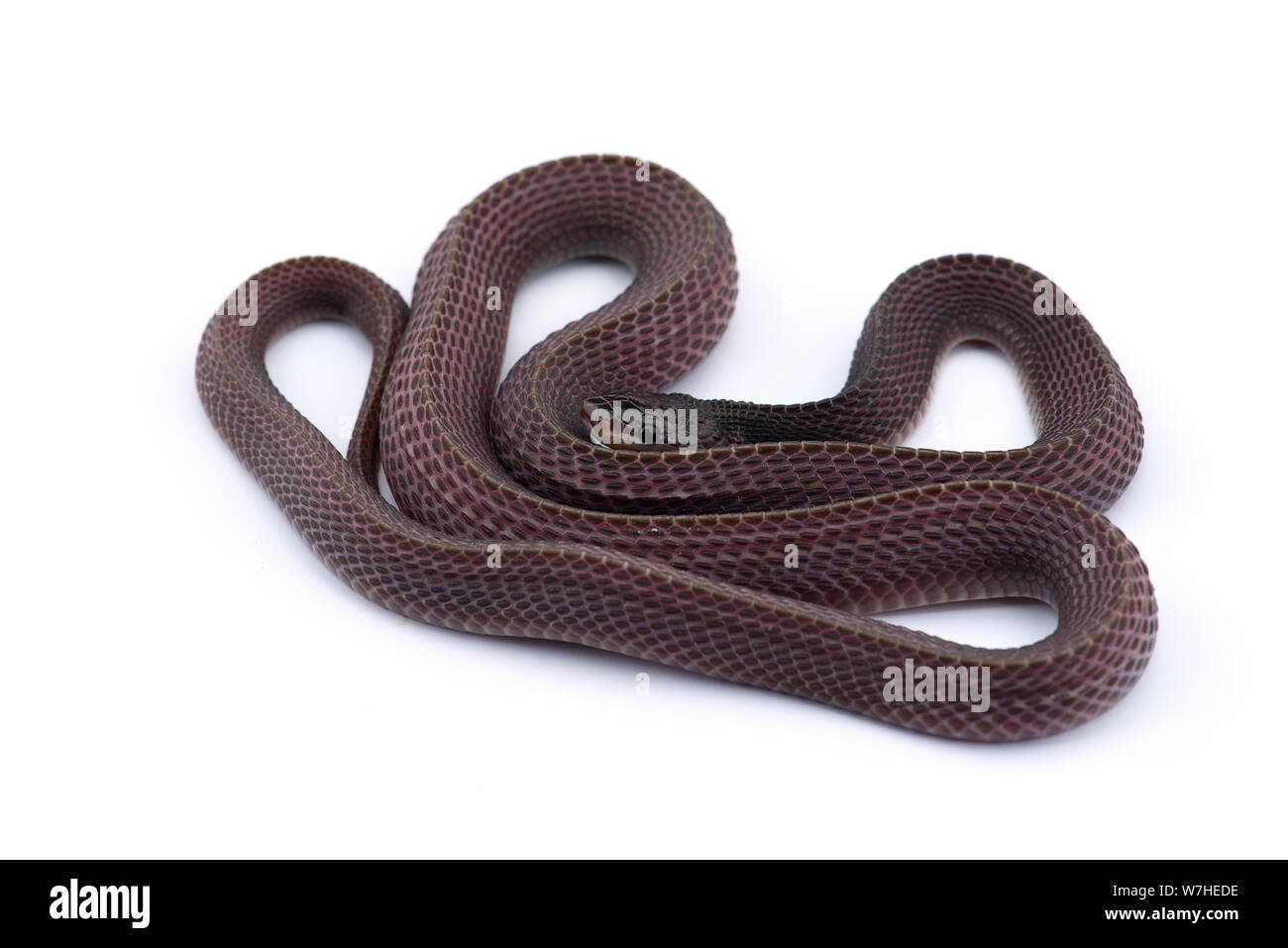 File snake hi-res stock photography and images - Alamy
