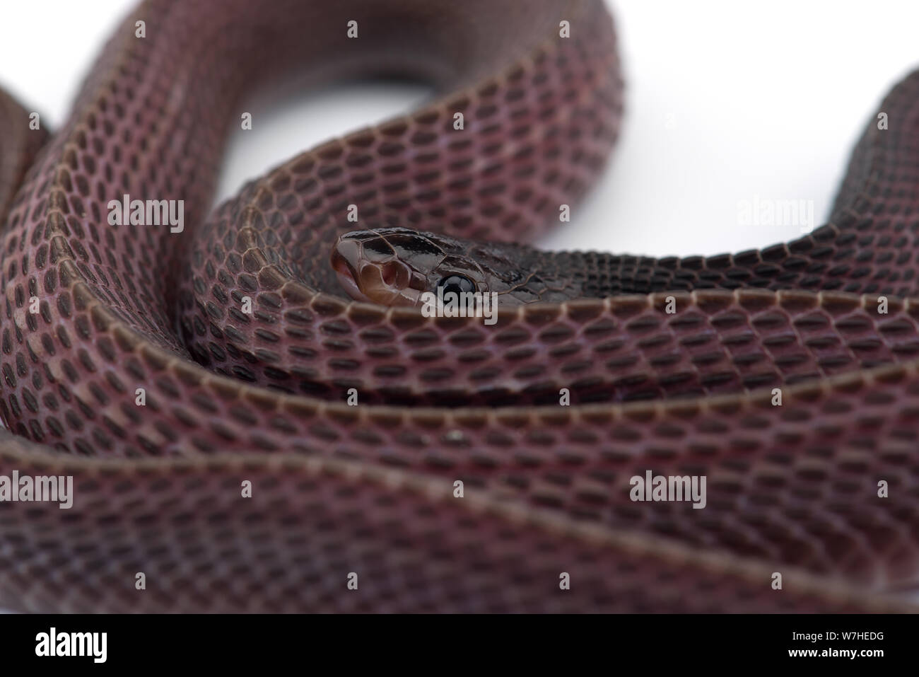 File snake hi-res stock photography and images - Alamy