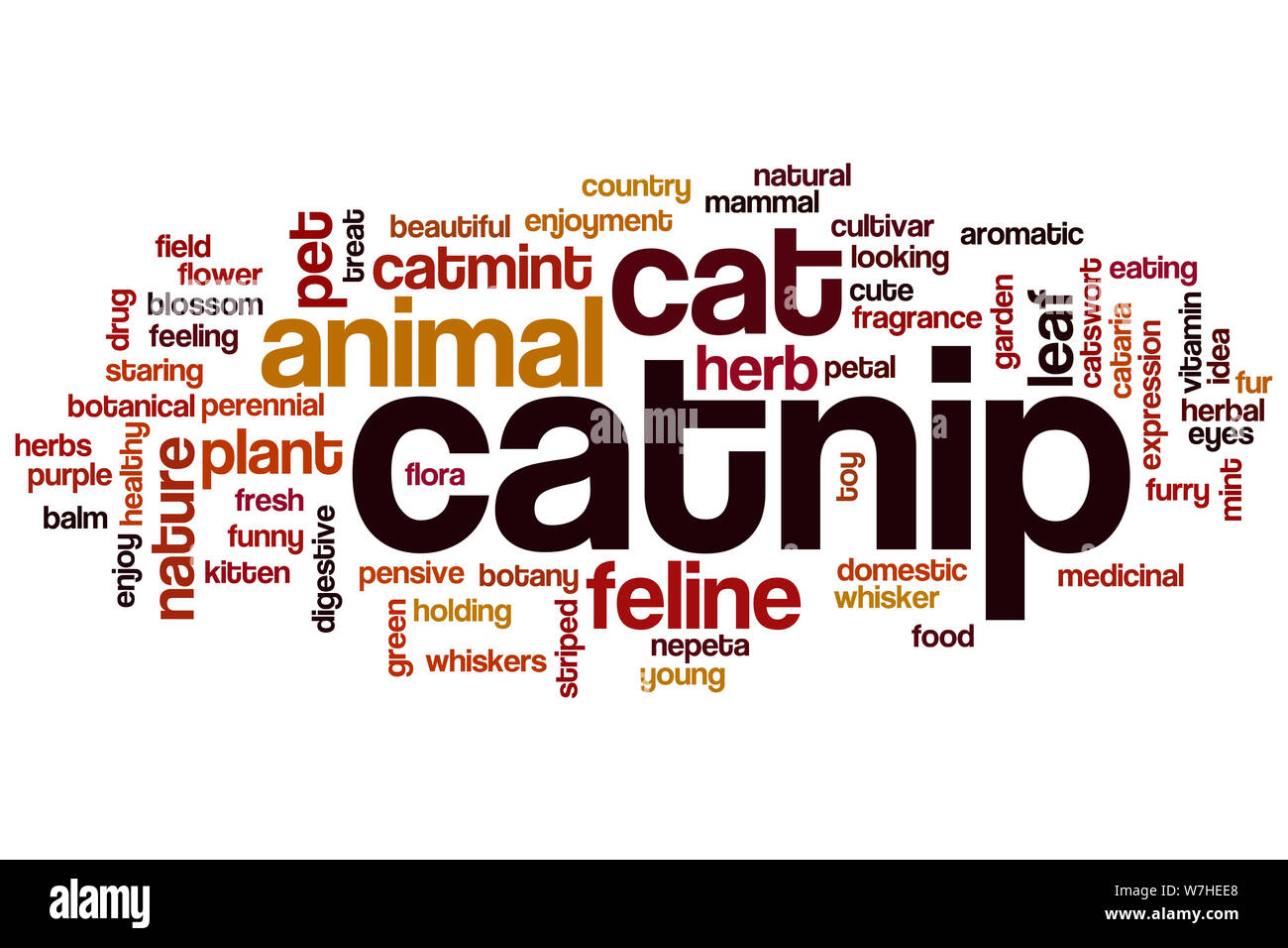 Catnip word cloud concept Stock Photo - Alamy
