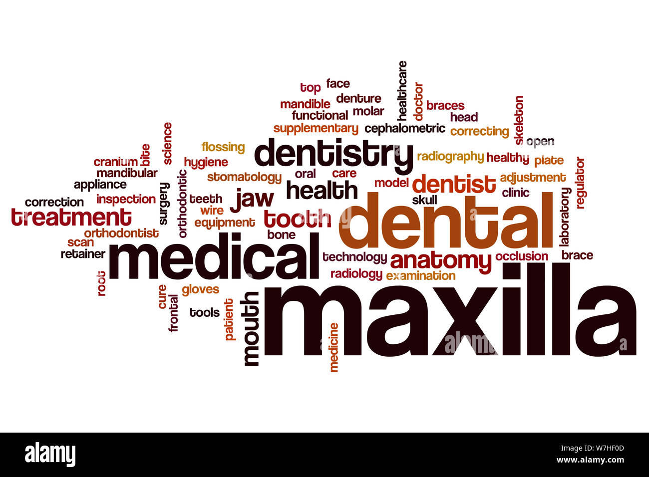 Maxilla hi-res stock photography and images - Alamy