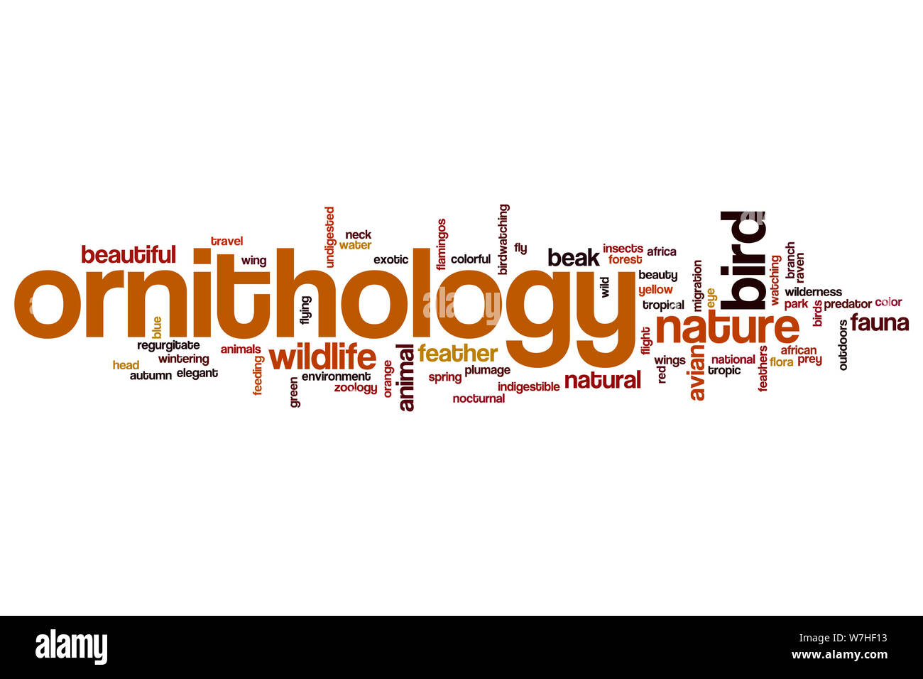 Ornithology word cloud concept Stock Photo - Alamy