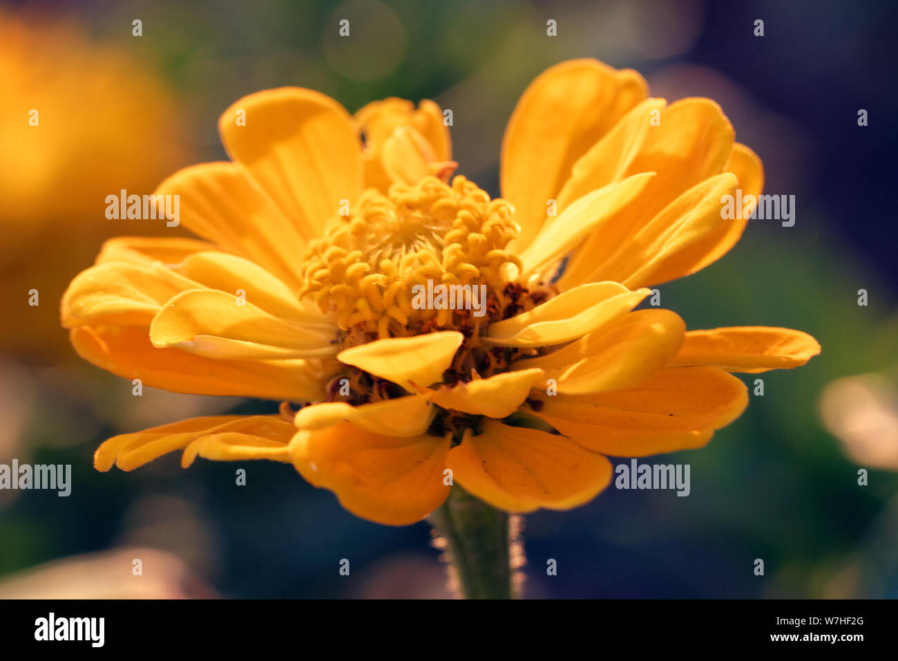Watering flower border summer hi-res stock photography and images - Alamy